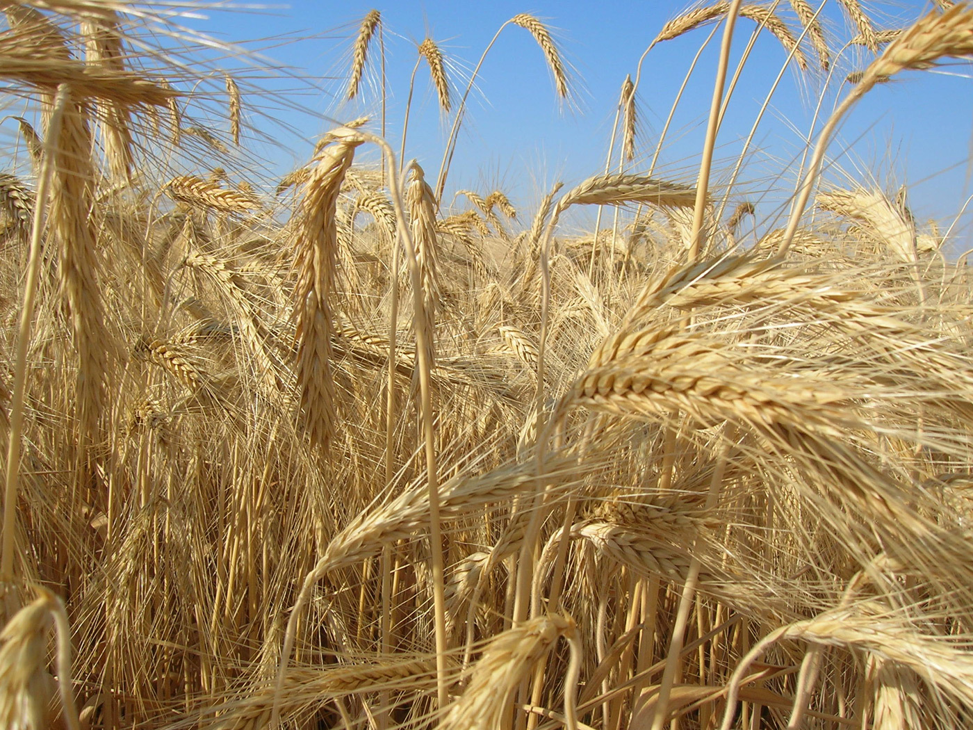 Port of Portland - Portside - Celebrating Oregon Wheat on World Food Day
